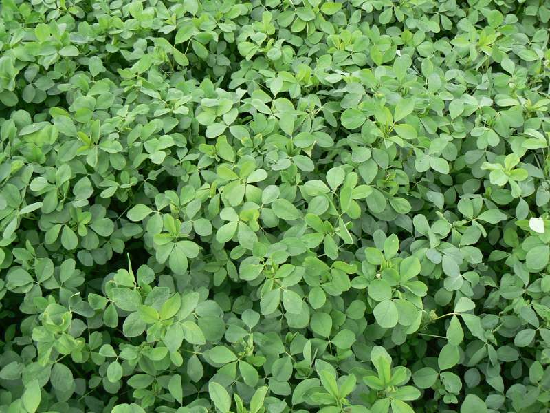 RV Venturoli: erbai e prati anche “fai da te” - Con i Frutti della Terra